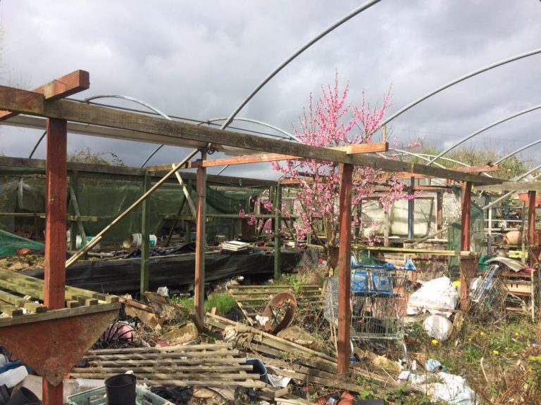 About – The Children's Allotment